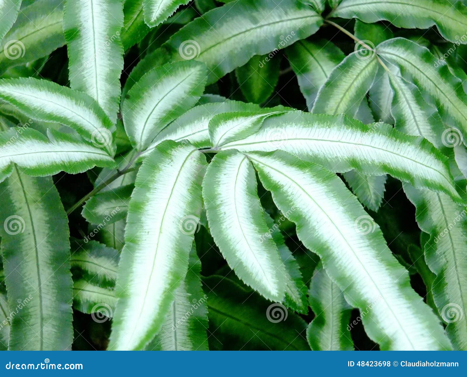 Fern stock photo. Image of exotic, nature, vegetation - 48423698