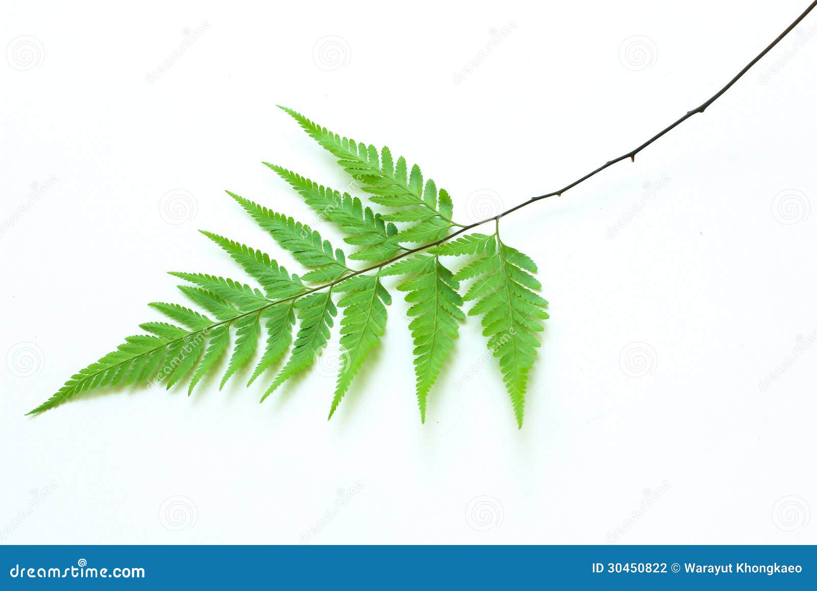 Fern Isolated on a White Background Stock Photo - Image of forest ...