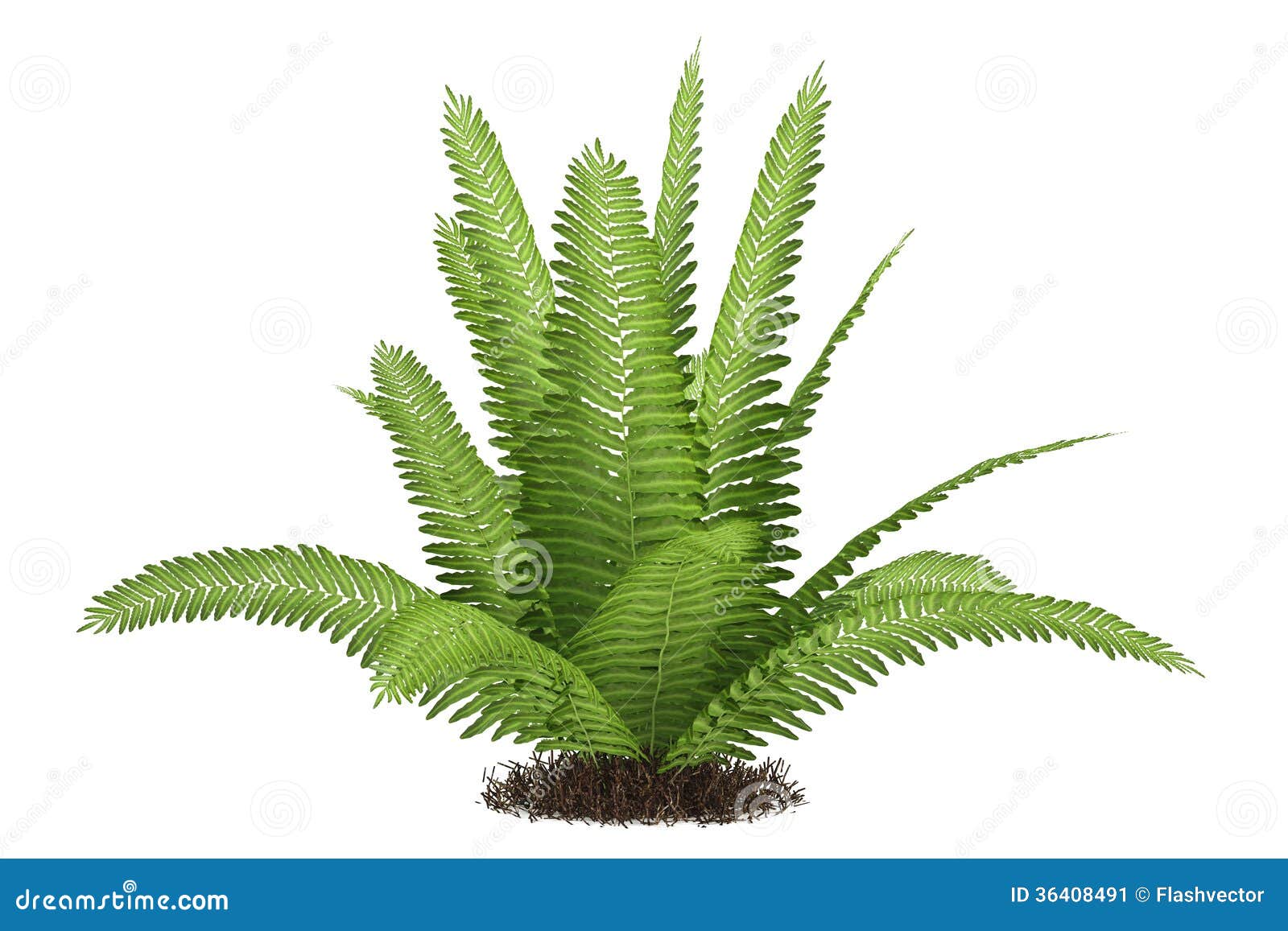 Fern isolated stock illustration. Illustration of isolated - 36408491