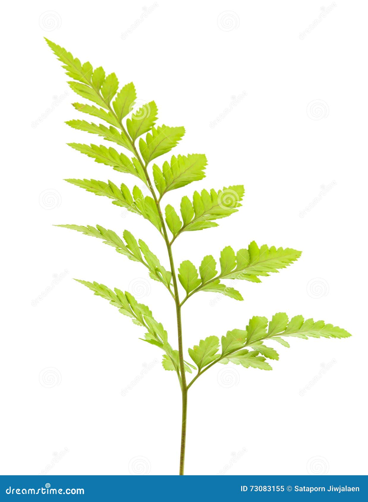 Fern isolated stock image. Image of botany, nature, leaves - 73083155