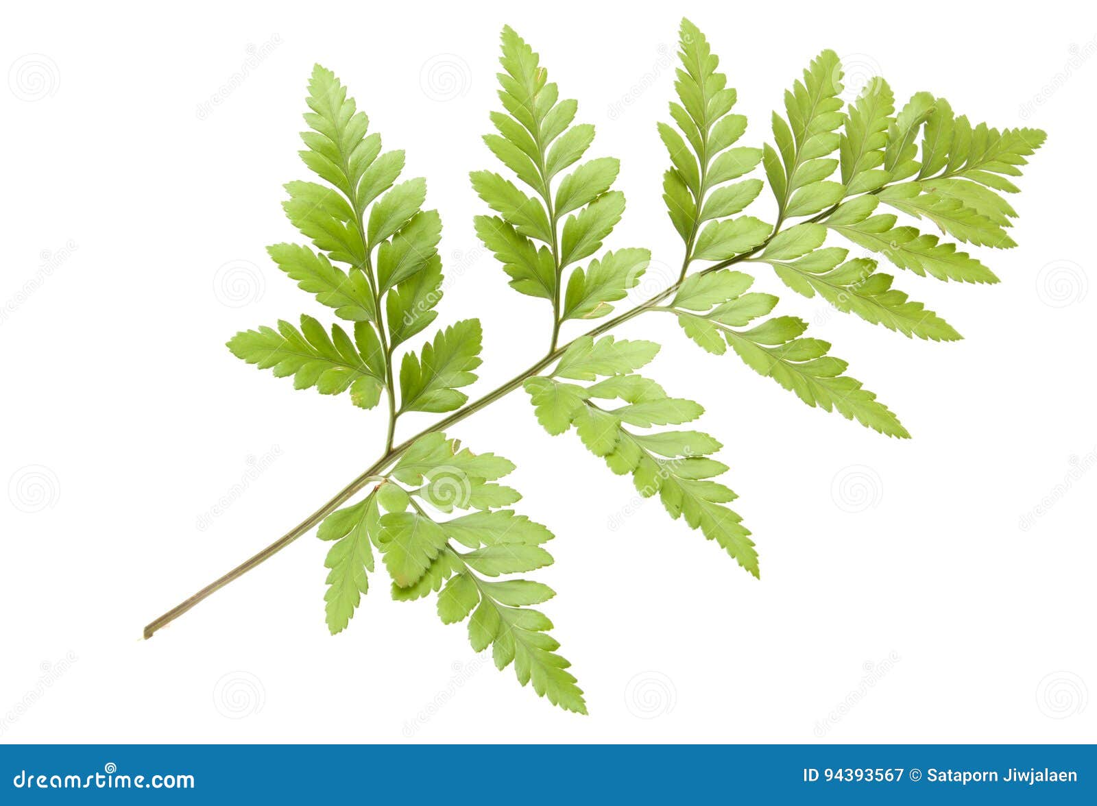 Fern isolated stock image. Image of leaf, ferns, plant - 94393567