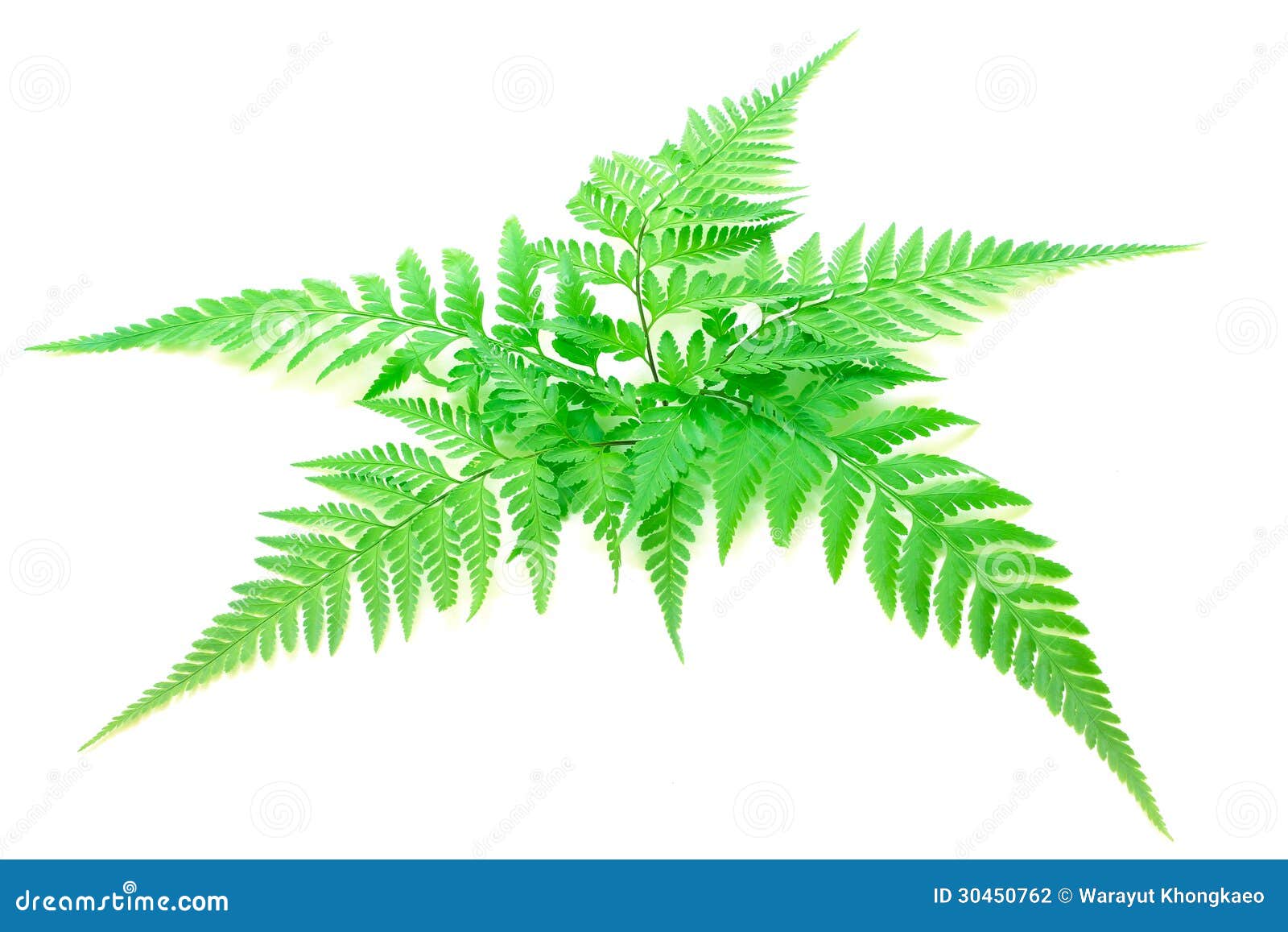 Fern Isolated on a White Background Stock Photo - Image of green, fresh ...