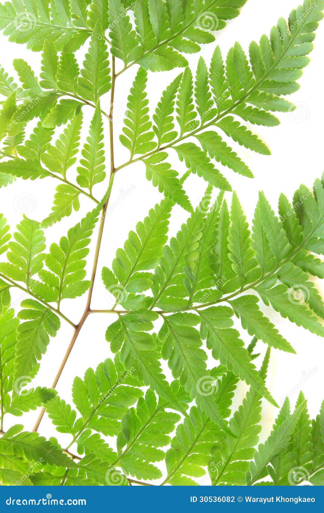 Fern Isolated on a White Background Stock Photo - Image of fern, forest ...