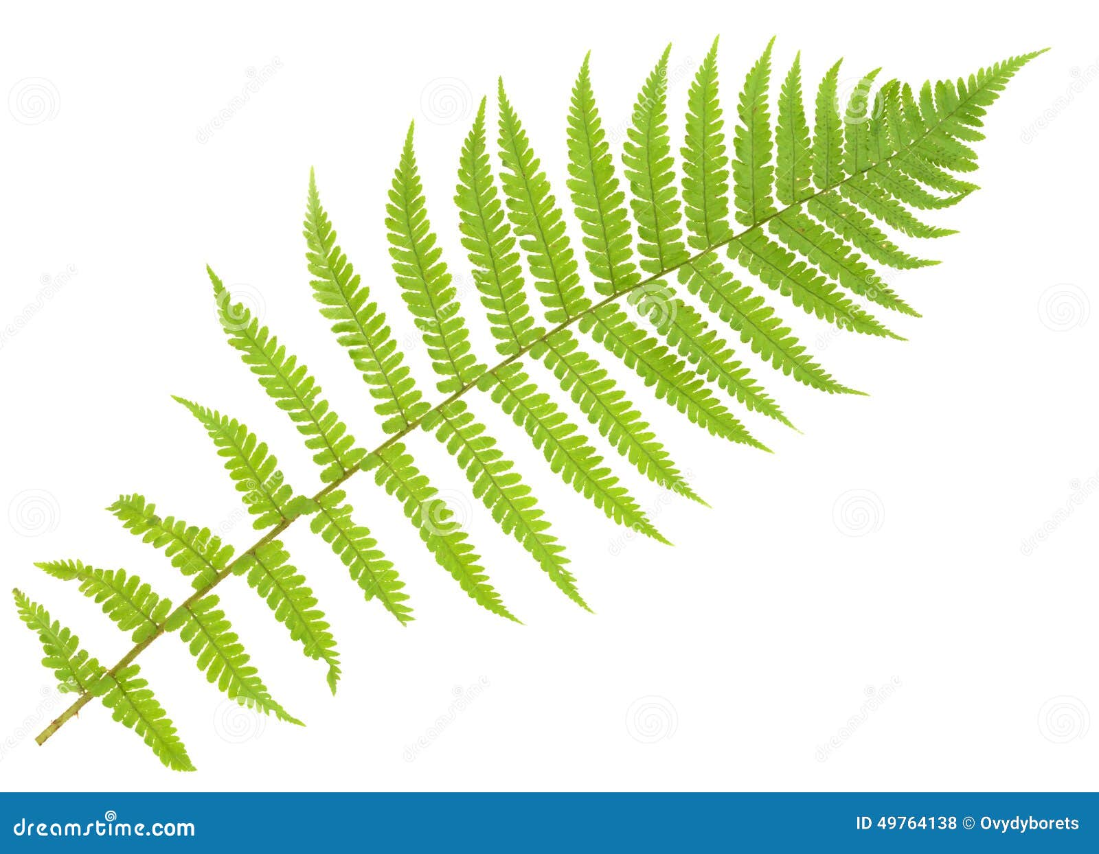 Fern Isolated on White, Cutout Stock Photo - Image of garden ...