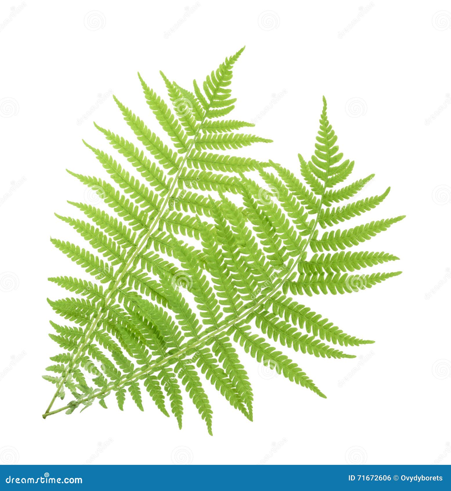 Fern Isolated on White. without Shadow Stock Photo - Image of nature ...