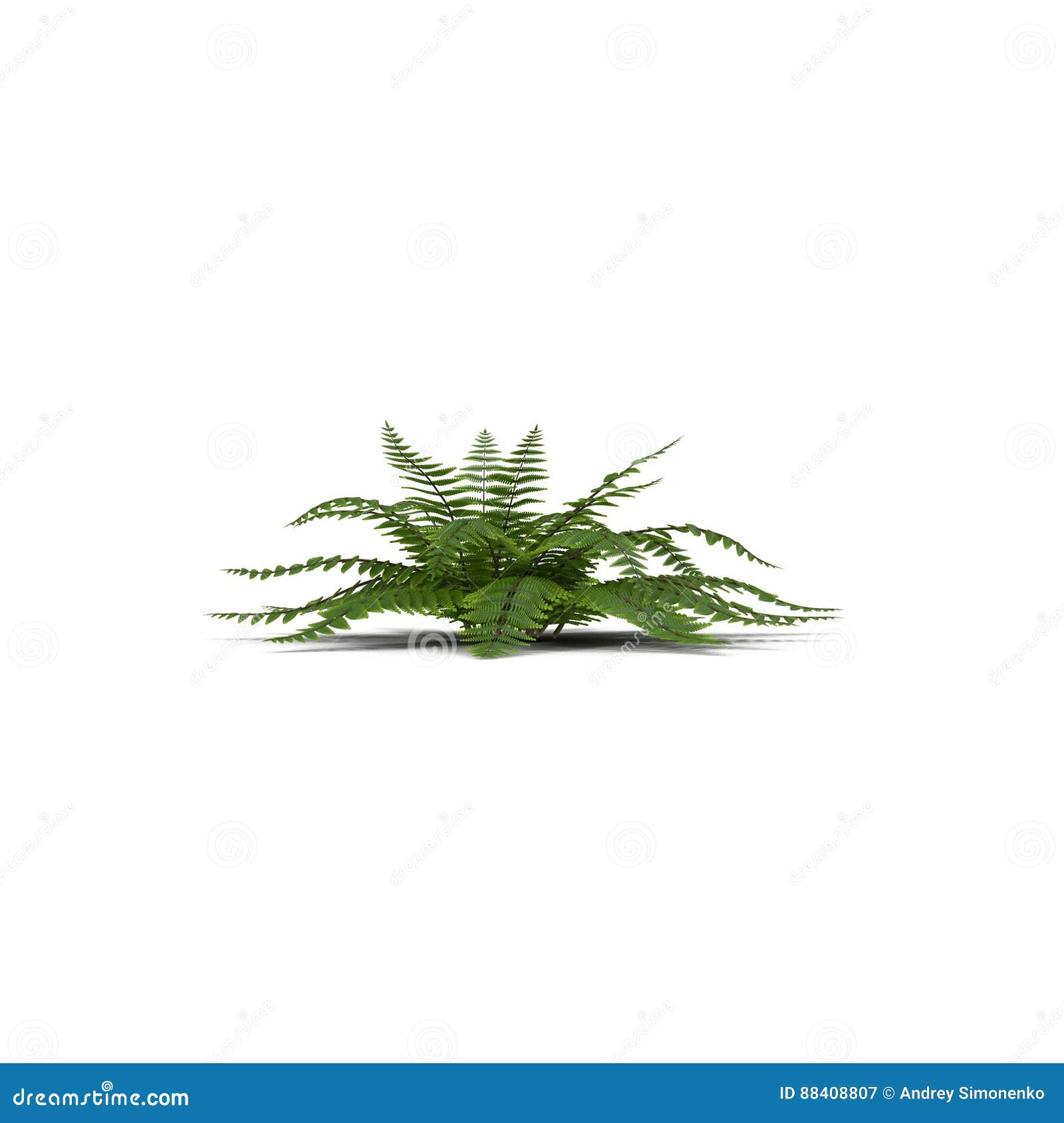 Fern Isolated on White. Side View. 3D Illustration Stock Illustration ...
