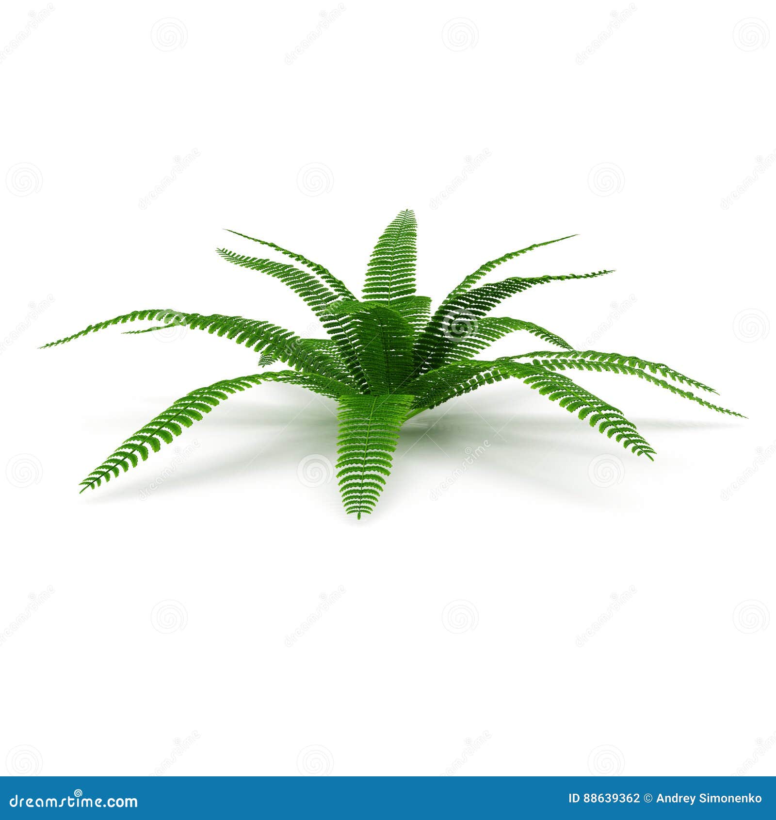 Fern Isolated on White. Side View. 3D Illustration Stock Illustration ...