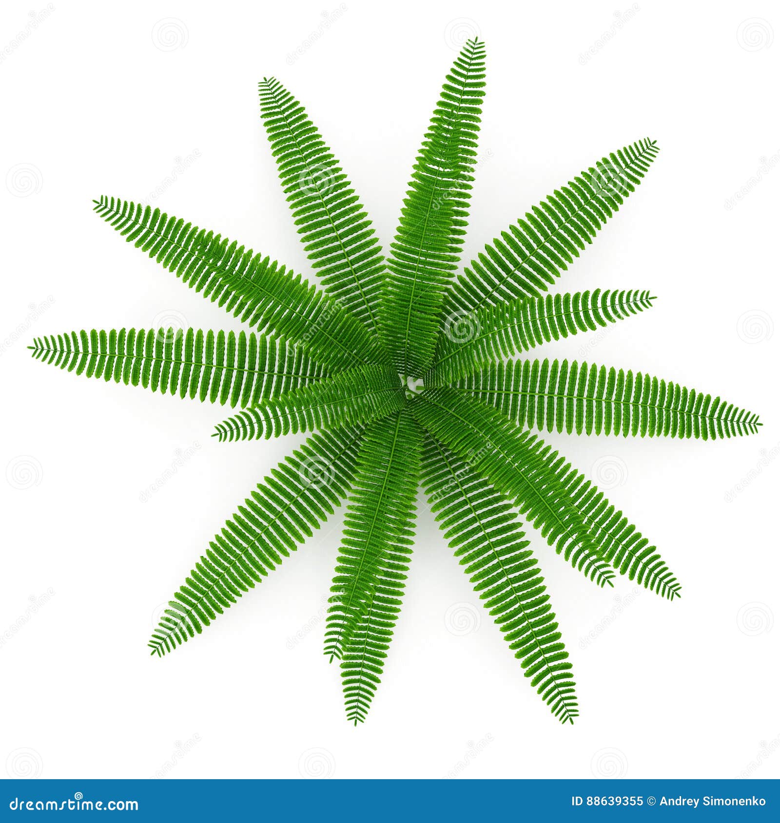 Fern Isolated on White. Top View. 3D Illustration Stock Illustration ...