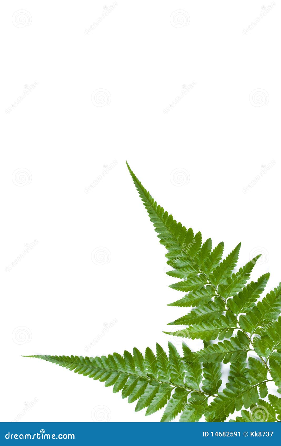 Red Fern Leaf On Crumpled Craft Paper. Background Royalty-Free Stock ...