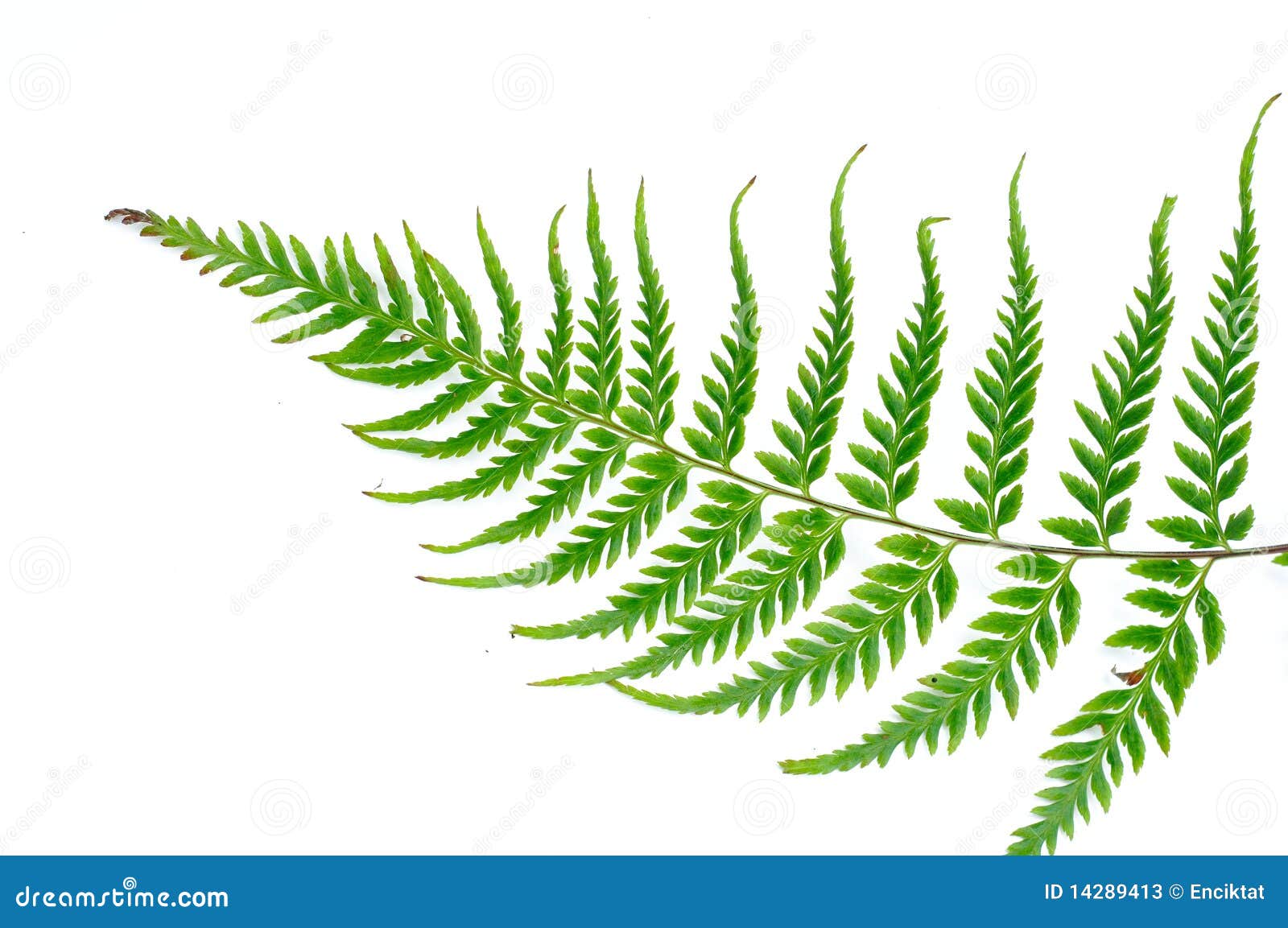 Red Fern Leaf On Crumpled Craft Paper. Background Royalty-Free Stock ...