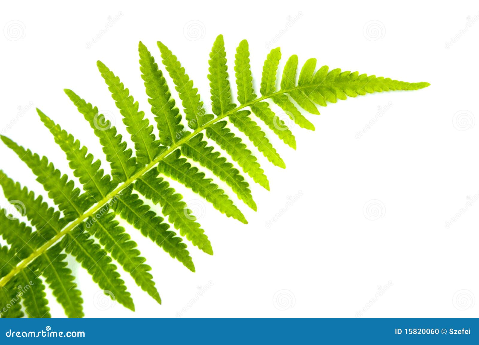 Fern Leaf stock photo. Image of clean, frond, bright - 15820060