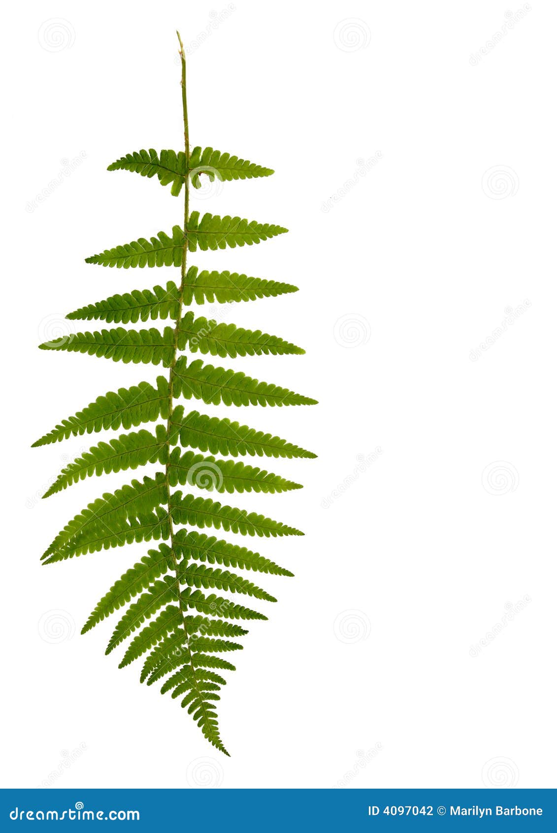 Fern Leaf Background Royalty-Free Stock Photography | CartoonDealer.com ...
