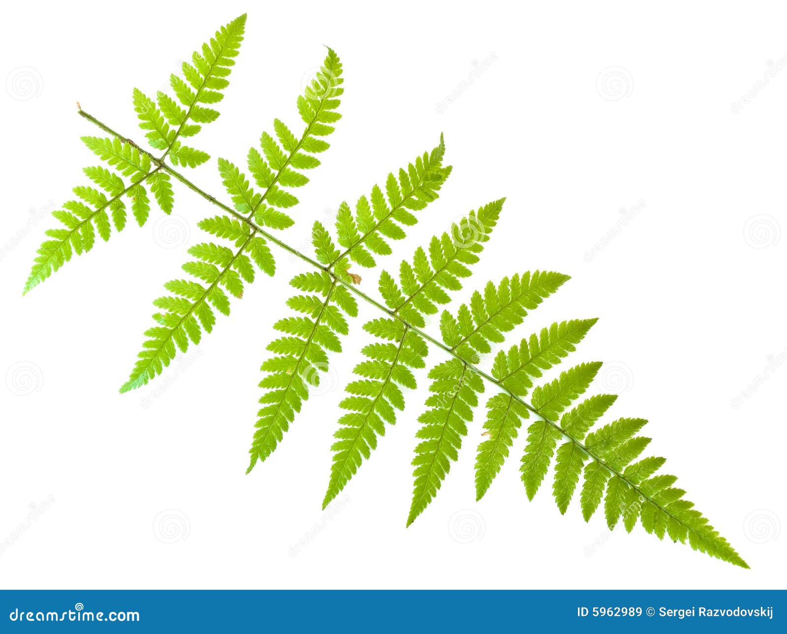 Fern leaf stock image. Image of environmental, botany - 5962989