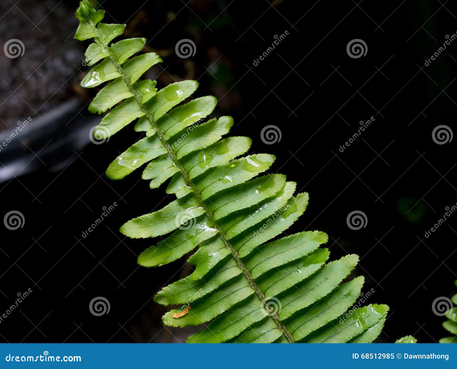 Fern Leaf imagen de archivo. Imagen de color, especia - 68512985