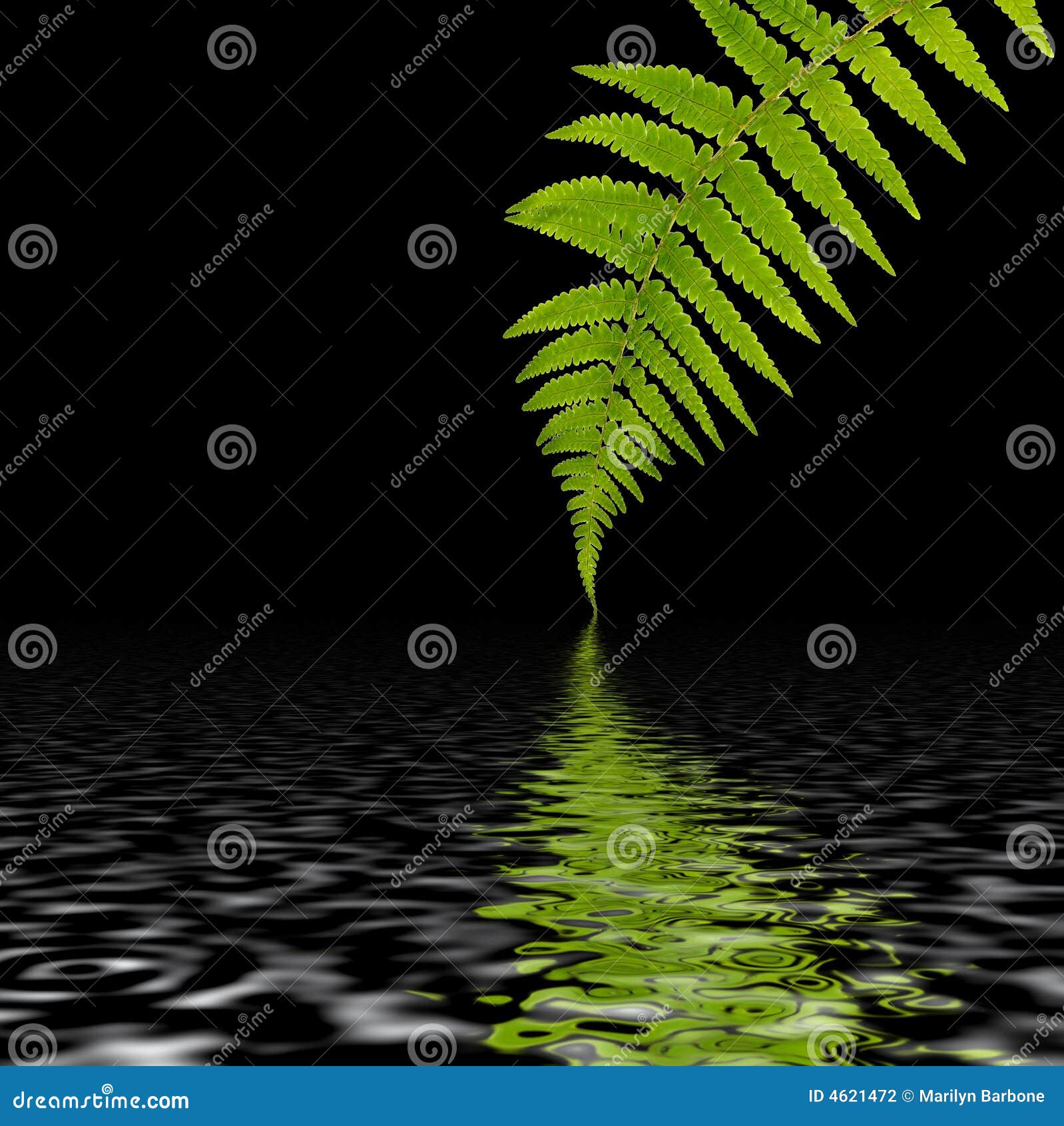 Fern Leaf Abstract stock photo. Image of backgrounds, simple - 4621472