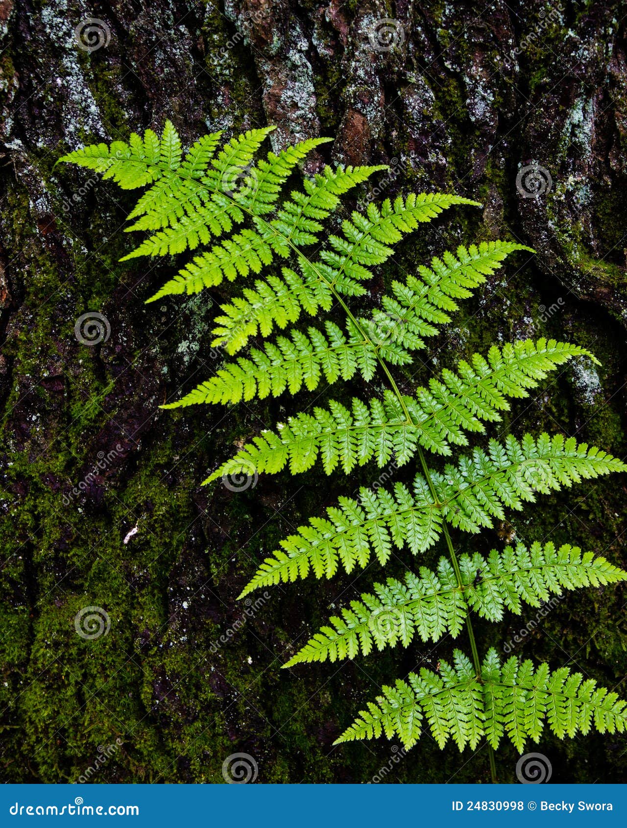 3,311 Tree Fern Bark Stock Photos - Free & Royalty-Free Stock Photos ...