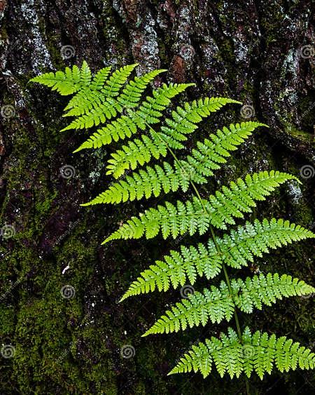 Fern Leaf Against Tree Bark Stock Photo - Image of vegetation, forest ...