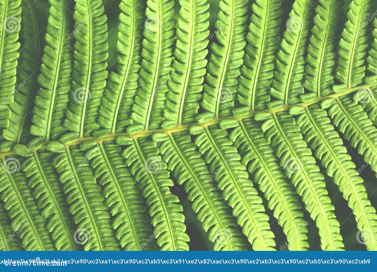 Fern Leaf Background Texture Stock Photo - Image of tropical, texture ...