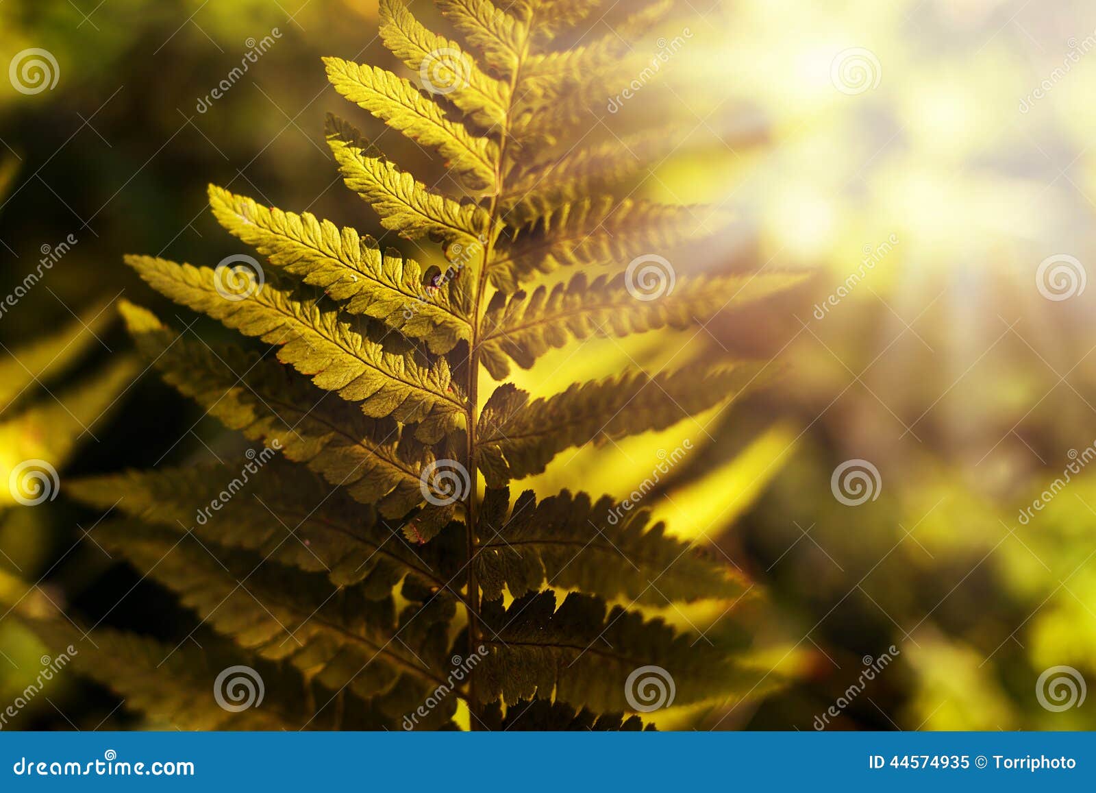 Fern Leaf in Backlit by the Morning Sunlight Stock Image - Image of ...
