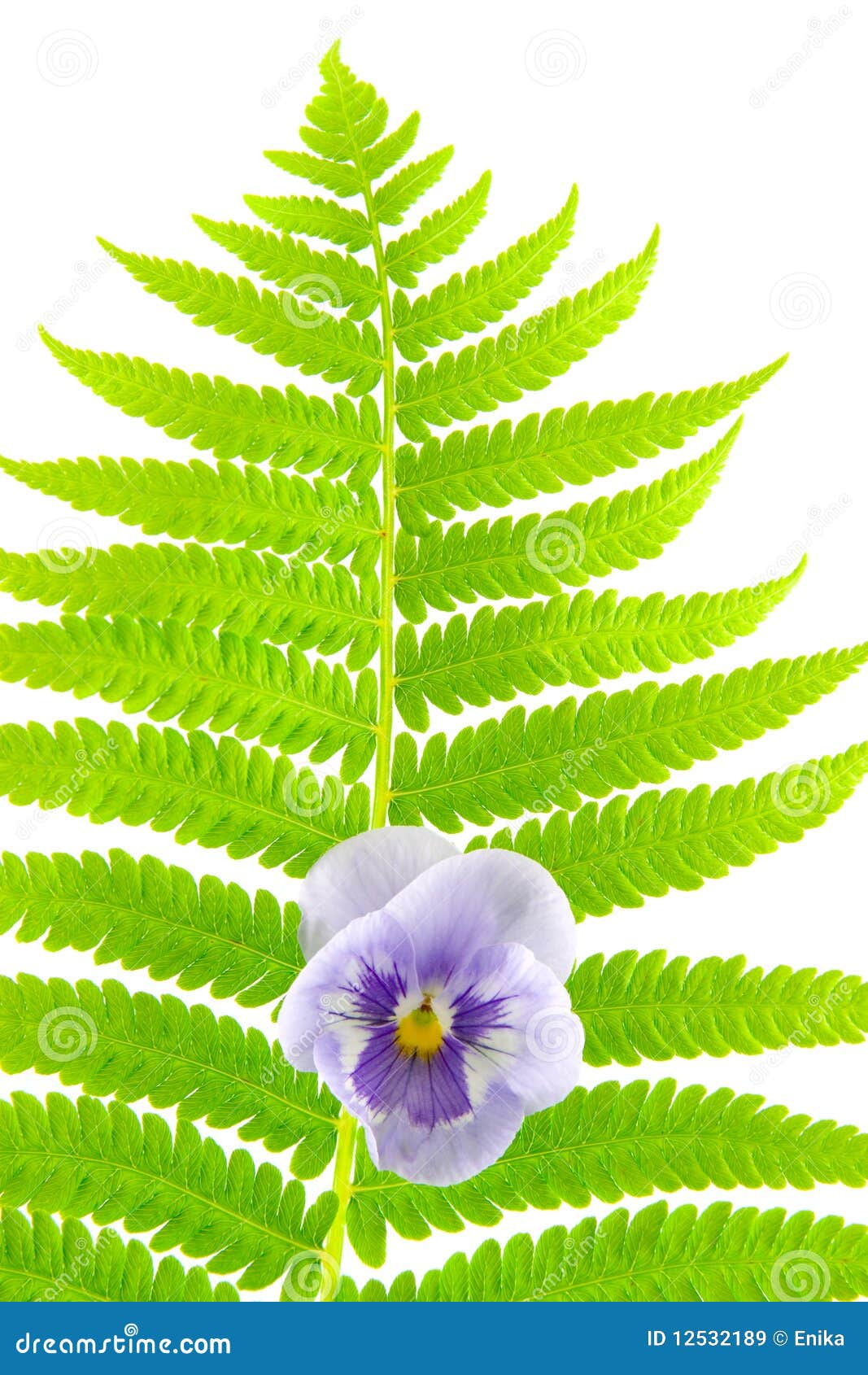 Fern leaf and flower stock image. Image of leaf, summer - 12532189