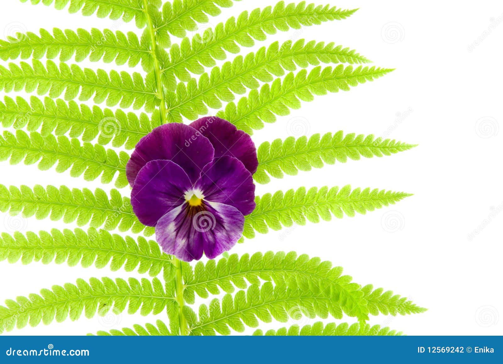 Fern leaf and flower stock photo. Image of viola, details - 12569242
