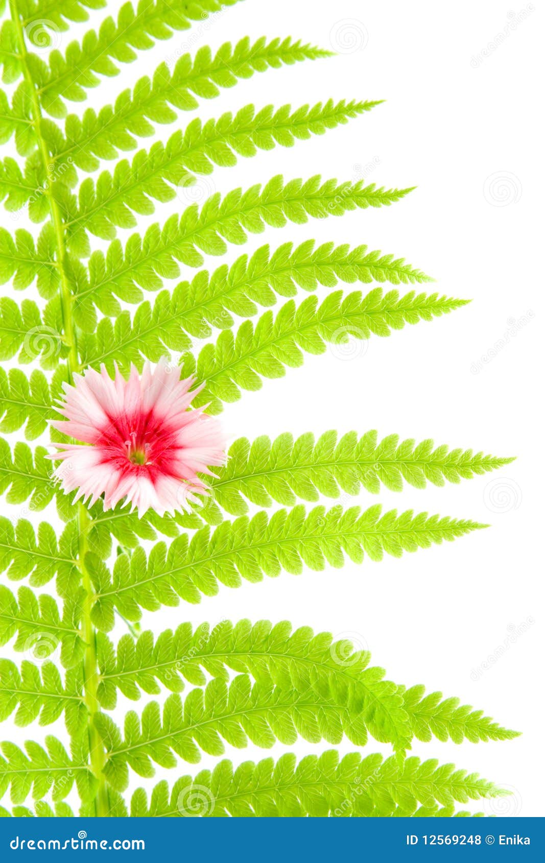 Fern leaf and flower stock photo. Image of leaf, summer - 12569248