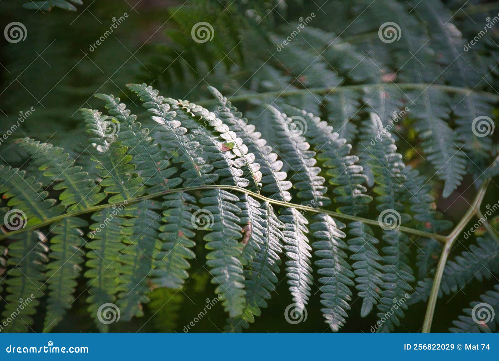 Fern leaf in the forest stock image. Image of green - 256822029