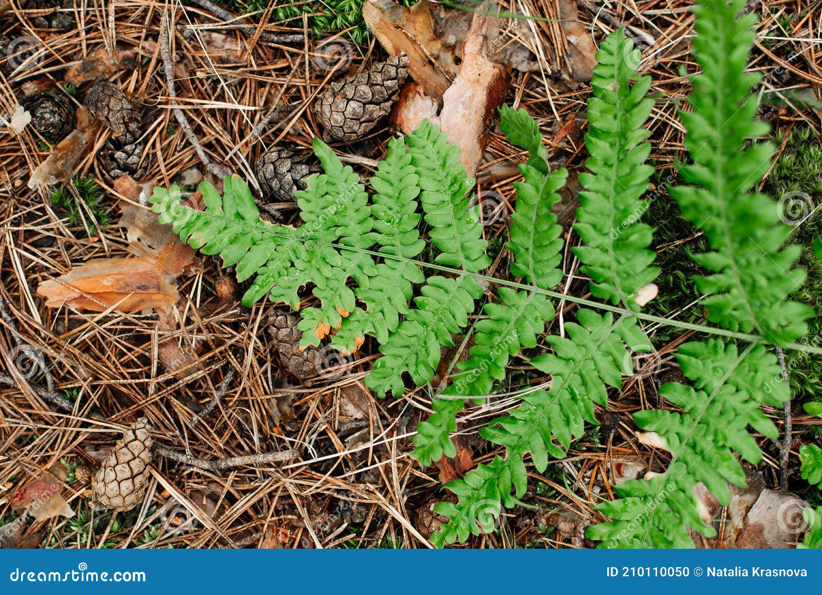 A Fern Leaf in the Forest, Details. Autumn Forest, Pine Cones, Forest ...