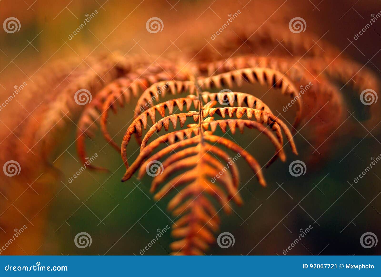 Fern Leaf Frond Autumn Fall Brown Macro Shot Stock Image - Image of ...