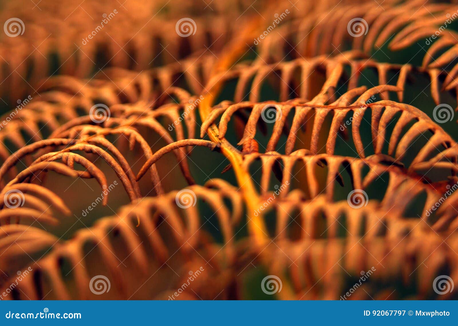 Fern Leaf Frond Autumn Fall Brown Macro Stock Image - Image of ...