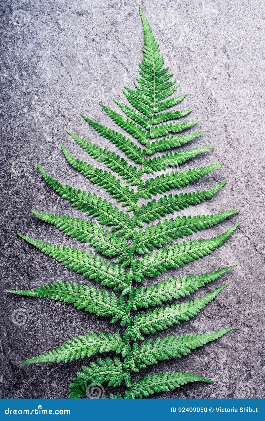 Fern Leaf on Gray Rustic Concrete Background Stock Photo - Image of ...