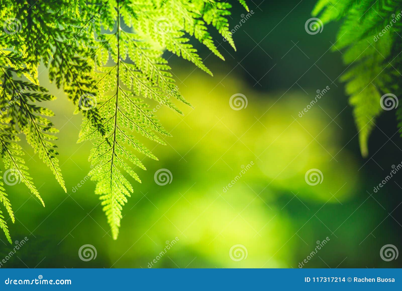 Fern Leaf Green Nature Background Evening Light Stock Photo - Image of ...