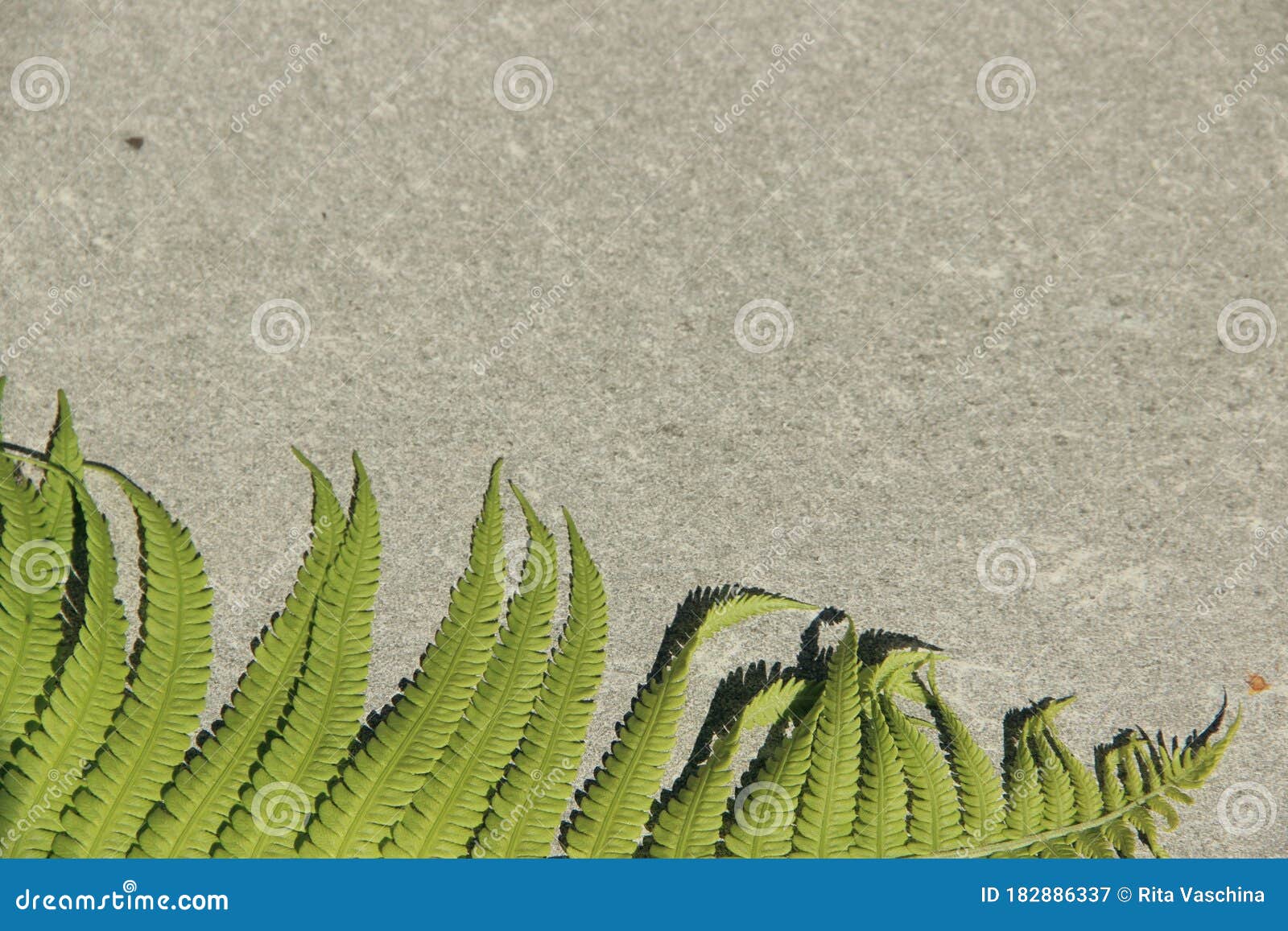 Fern Leaf on Grey Background. Place for Text Stock Image - Image of ...