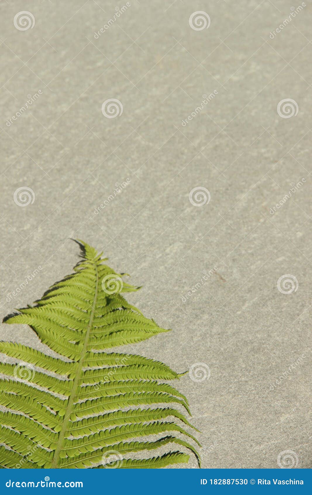 Fern Leaf on Grey Background. Place for Text Stock Photo - Image of ...