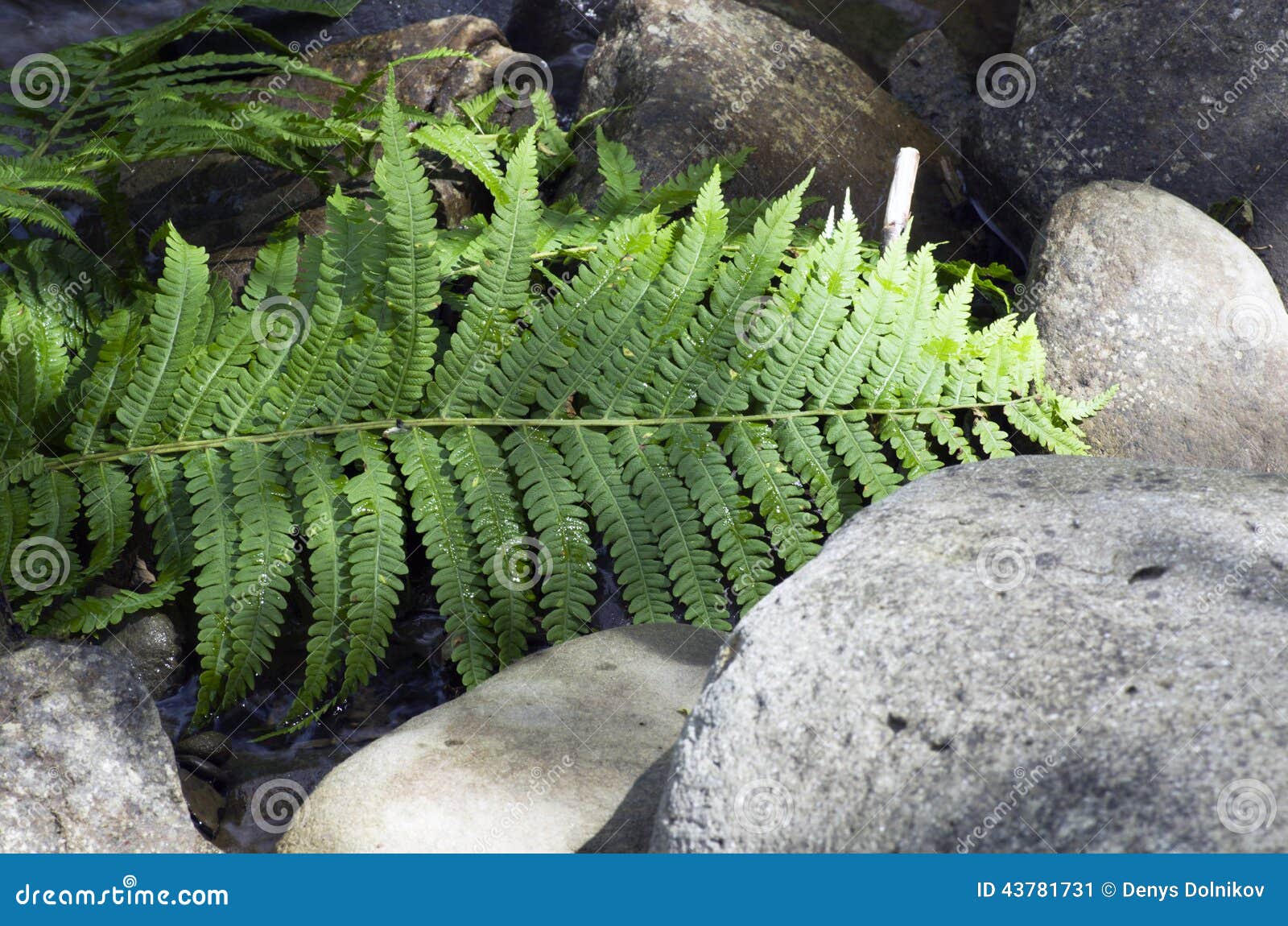 Fern stock image. Image of nature, plant, background - 43781731