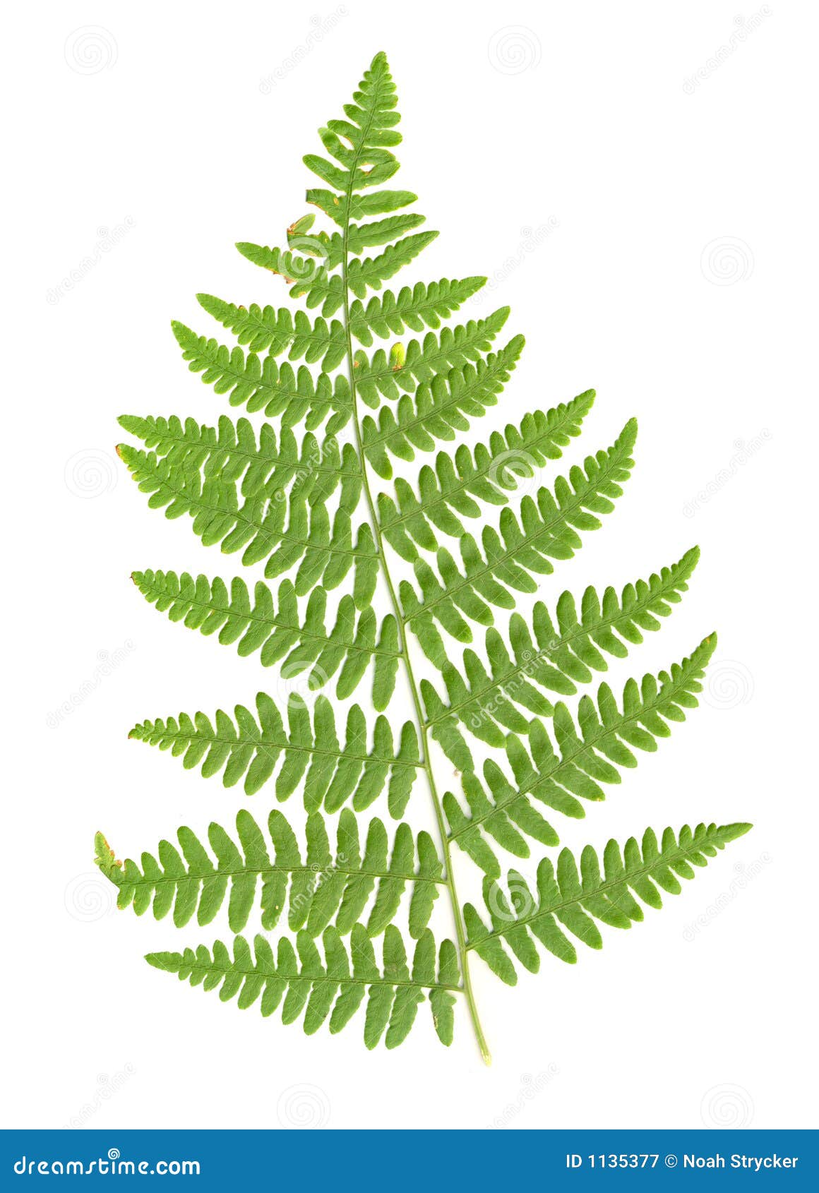 Fern Leaf isolated stock image. Image of leaf, spring - 1135377