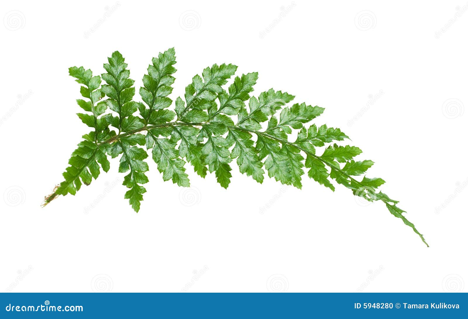 Fern leaf isolated stock photo. Image of pattern, single - 5948280