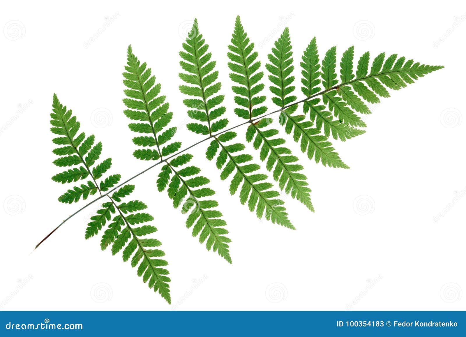 Fern Leaf Isolated on White Background Stock Image - Image of backlight ...