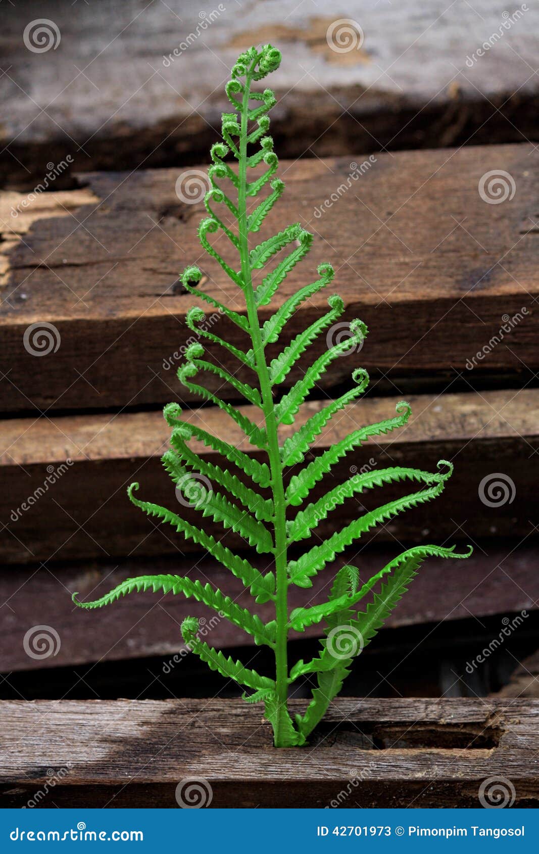 Fern Leaf with Large Stack of Wood Planks Stock Image - Image of nature ...
