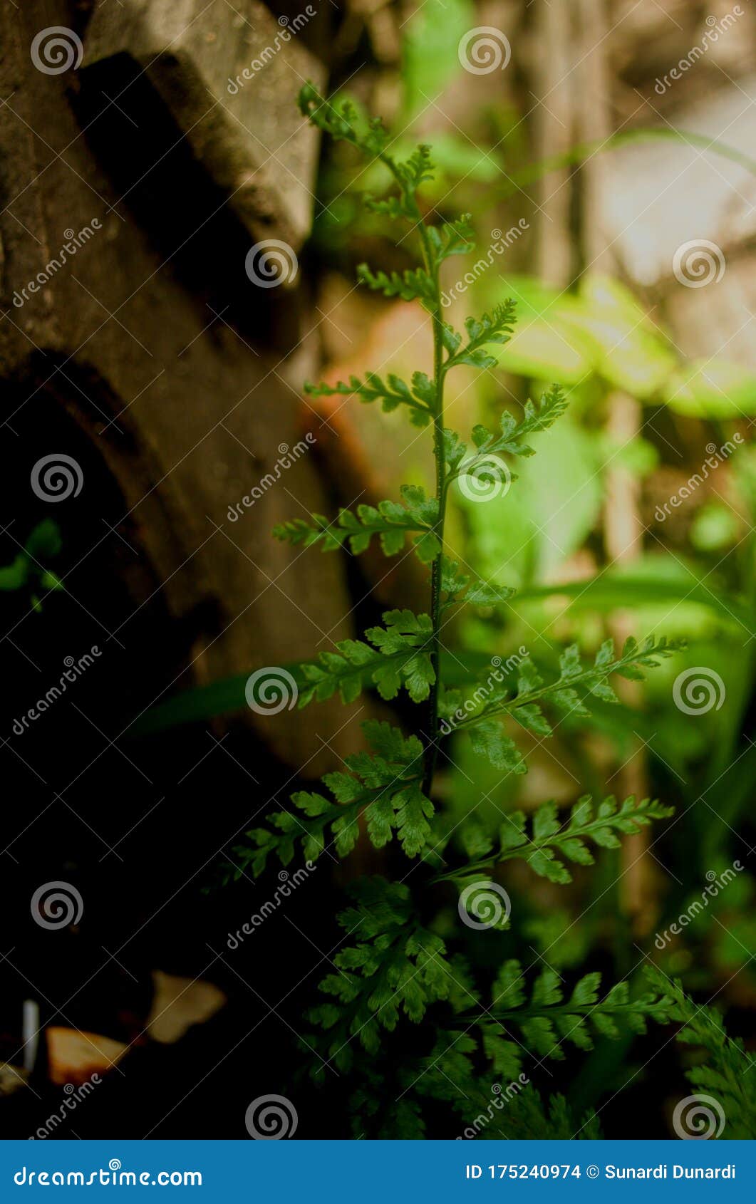 Fern leaf like ladder stock photo. Image of leaf, natural - 175240974