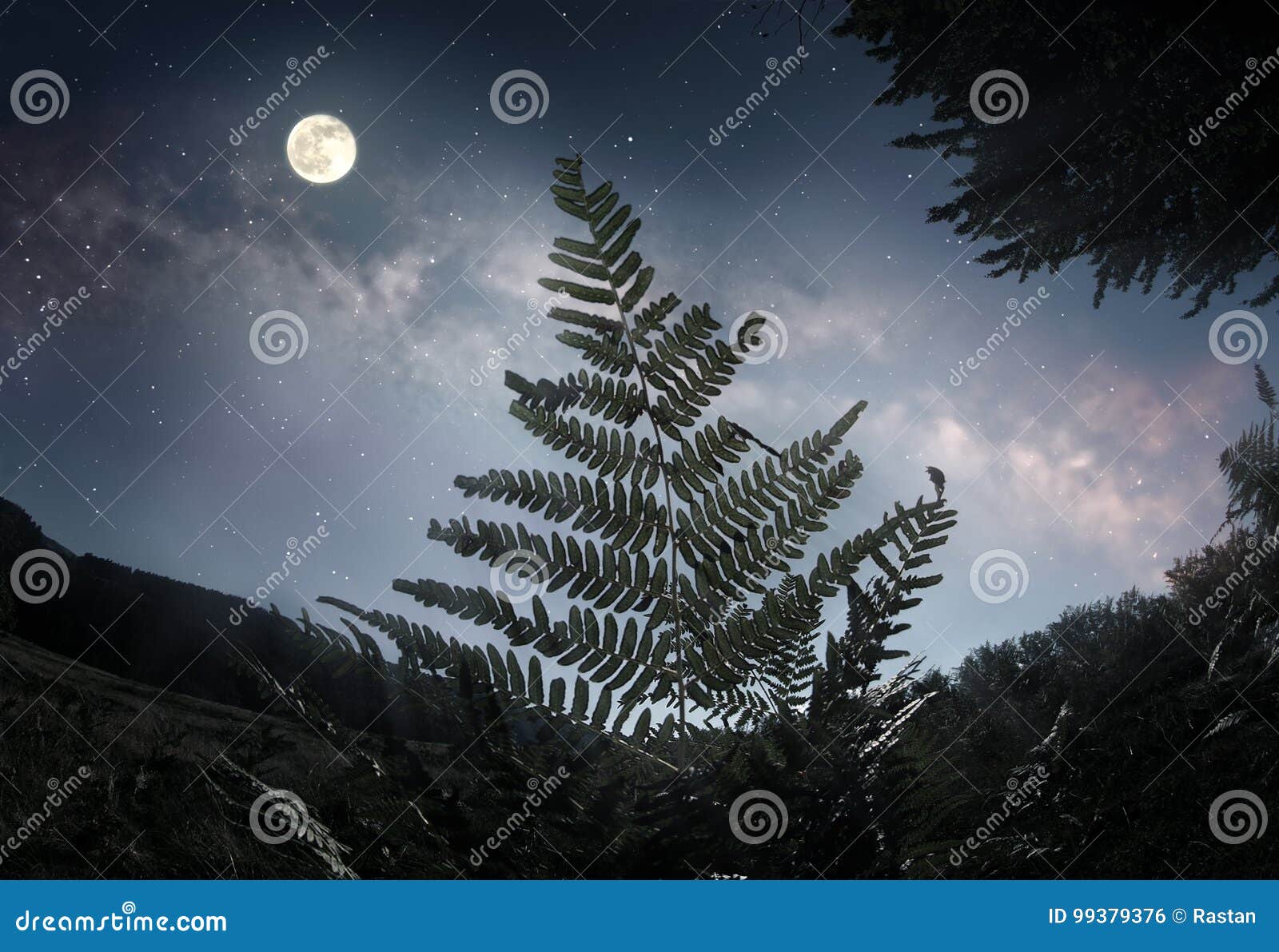 Fern leaf in the moonlight stock photo. Image of field - 99379376