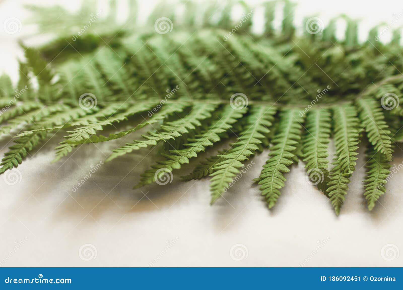 Fern Leaf on Paper Background Stock Image - Image of bright, growth ...