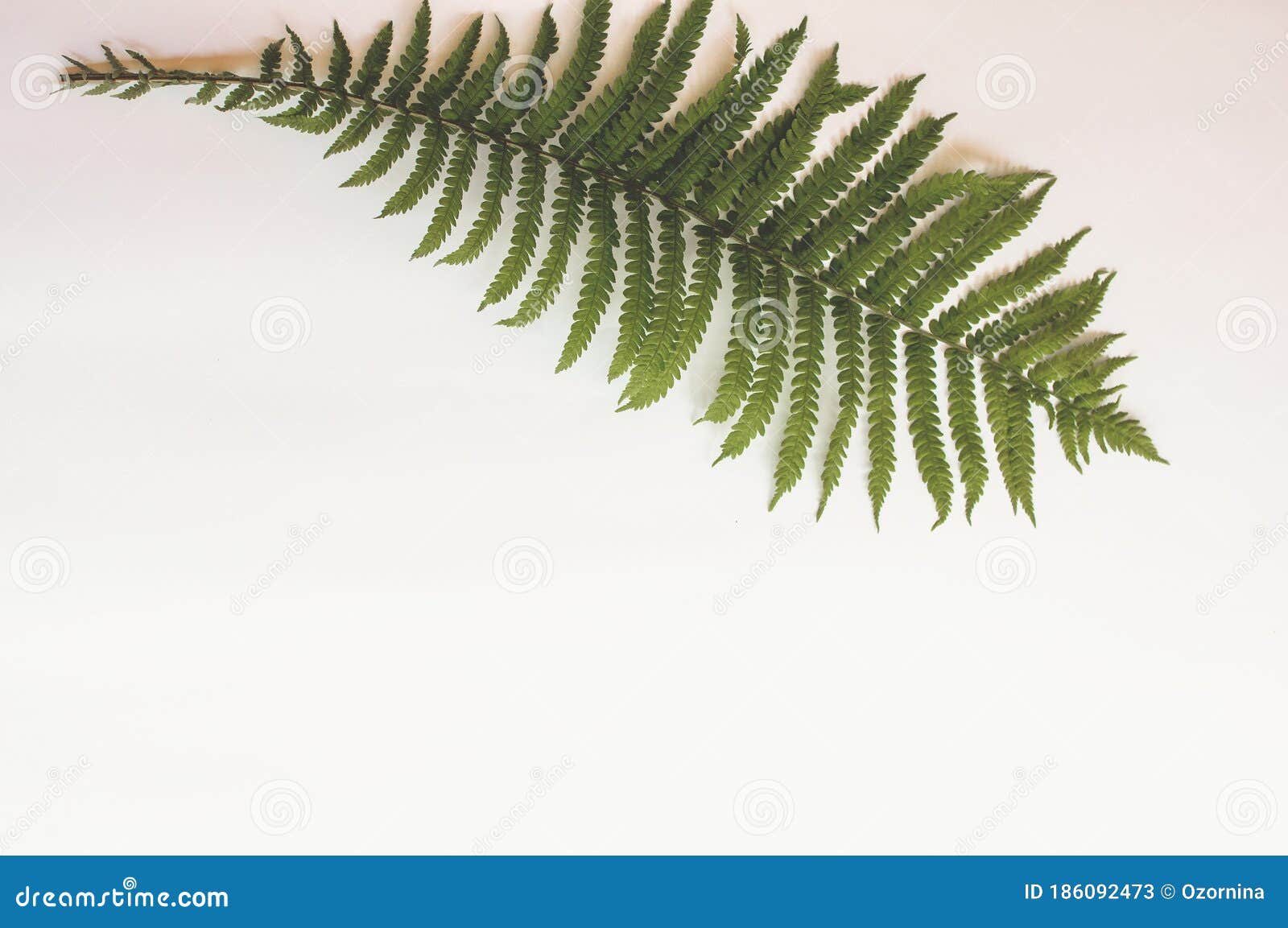 Fern Leaf on Paper Background Stock Image - Image of botany, forest ...