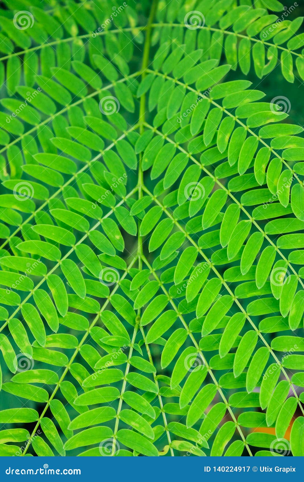 Fern leaf pattern stock image. Image of beautiful, ferns - 140224917