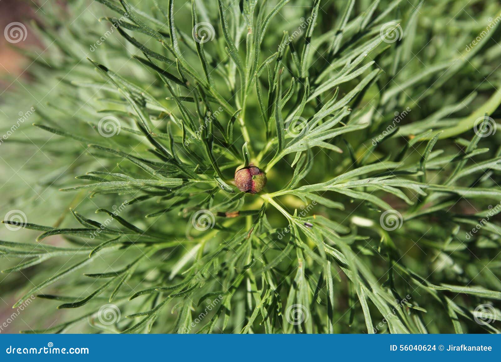 Fern leaf peony stock photo. Image of leaf, foliage, green - 56040624