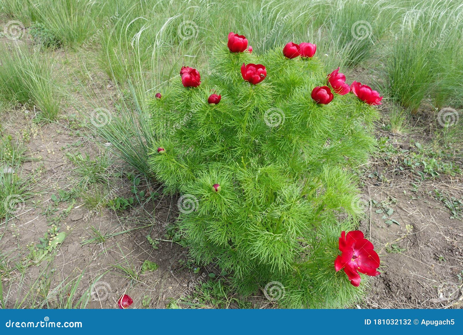 Fern Leaf Peony in Full Bloom Stock Photo - Image of blossom, full ...