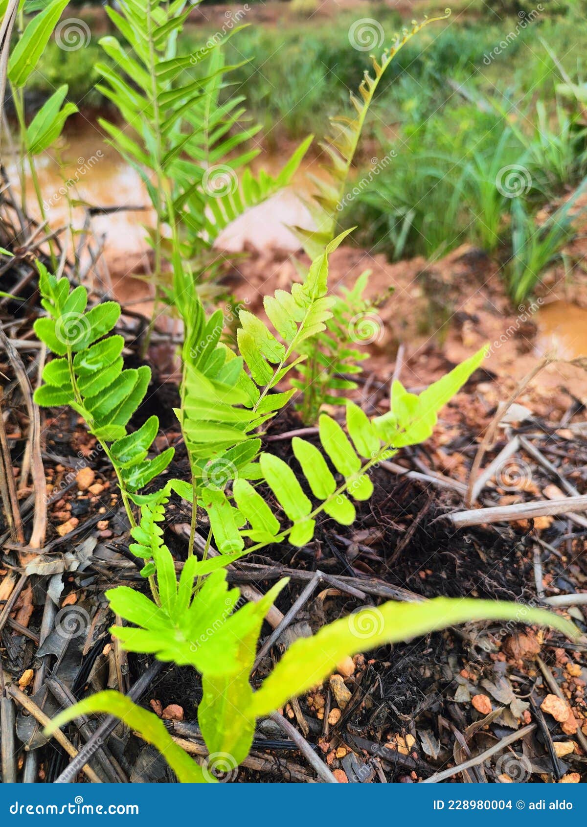 The Fern Leaf Pose on the Ground Upright Stock Photo - Image of produce ...