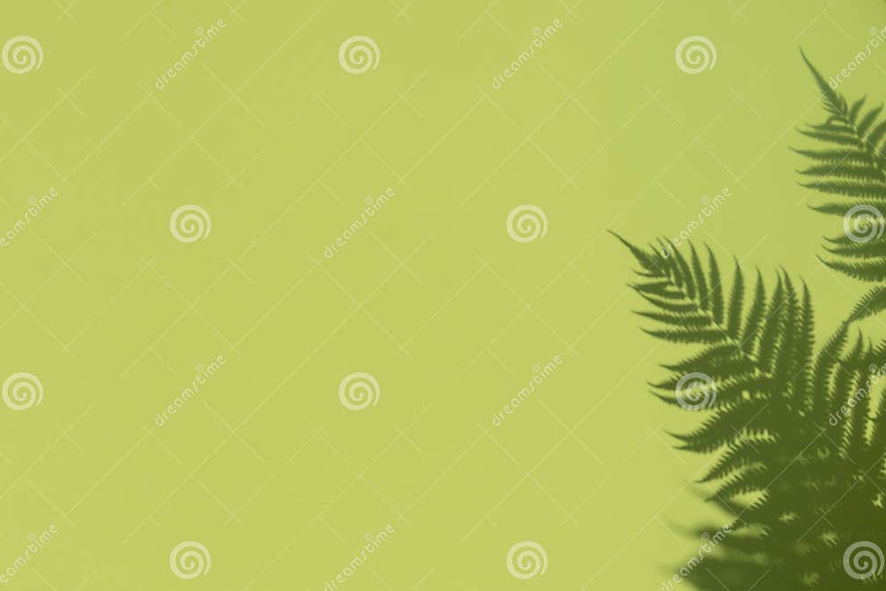 Fern Leaf Reflection. Tropical Wallpaper Shadow. Copy Space Stock Image ...