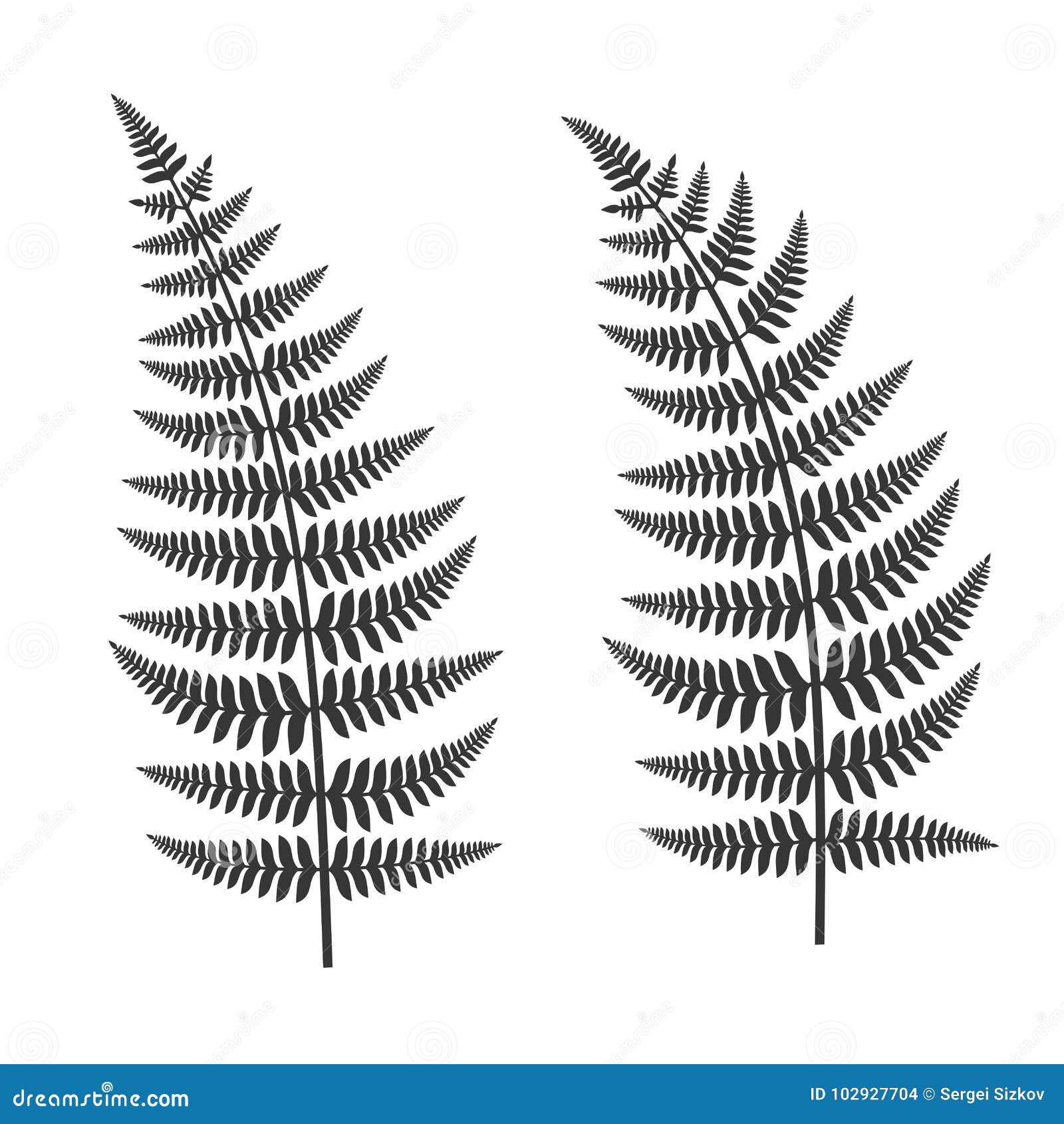 Fern Leaf Set stock vector. Illustration of flora, element - 102927704