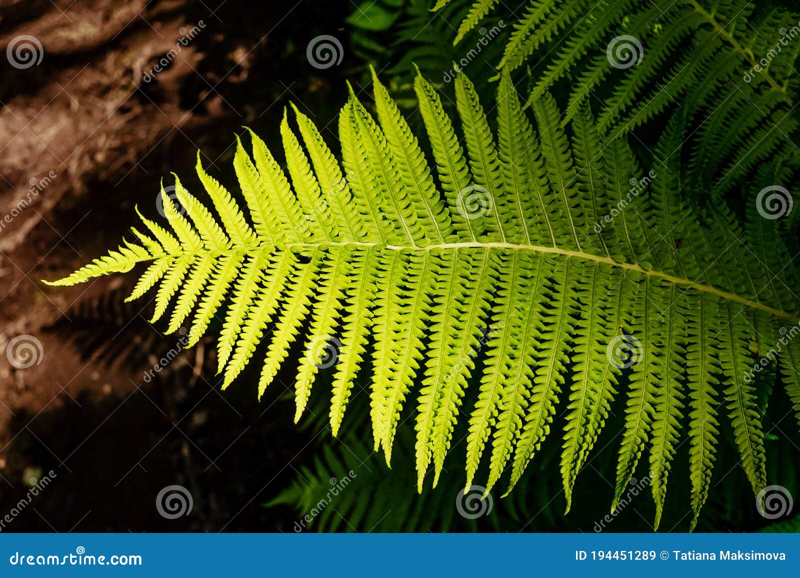 Fern Leaf Single in the Forest. Stock Image - Image of plant, closeup ...